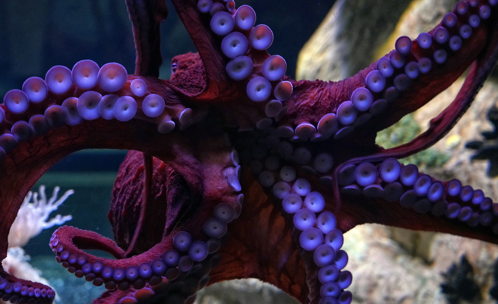 Westerly Sun Column | The Many Tentacles of the Octopus Canon ...