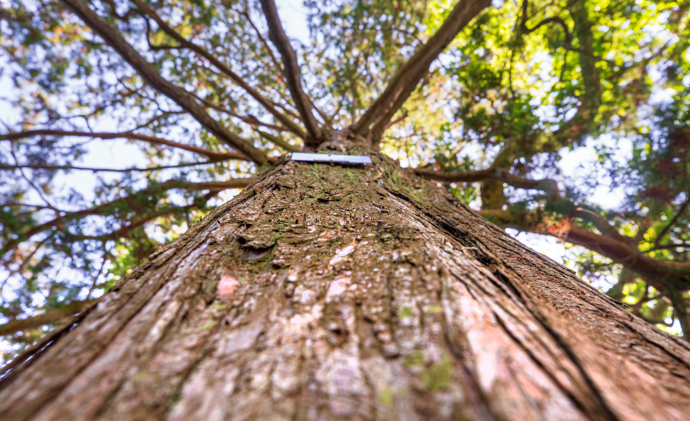 Westerly Sun Column | Books About Trees Will Leave You Thankful ...