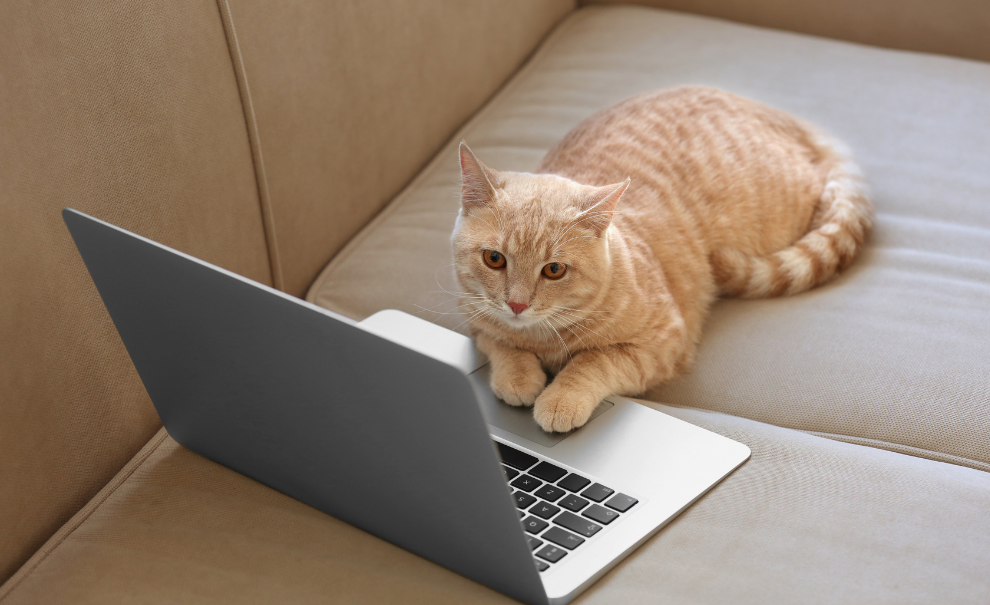 Westerly Sun Column | Books to Help You Understand Cats | Westerly ...